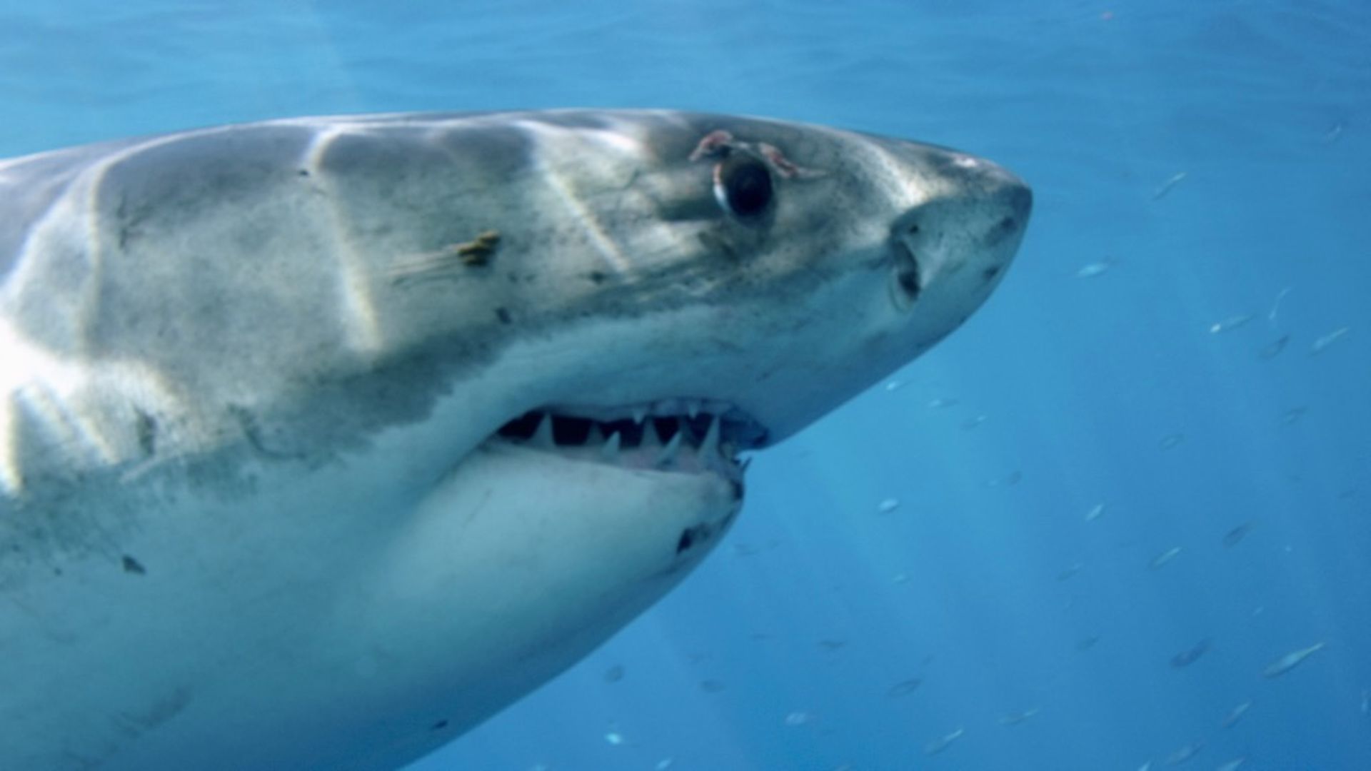 Shark Squad kijken? Dat doe je bij KPN TV