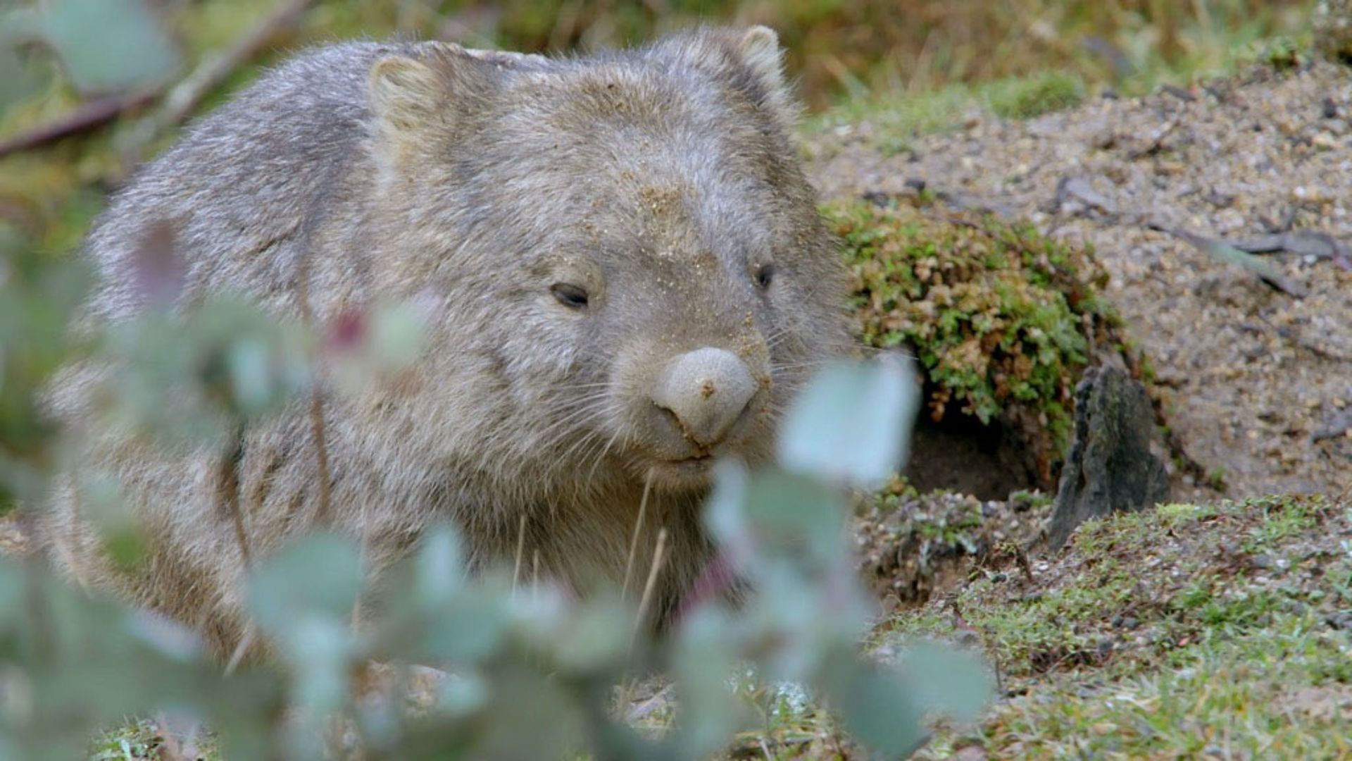 Secret Life of the Wombat kijken? Dat doe je bij KPN TV