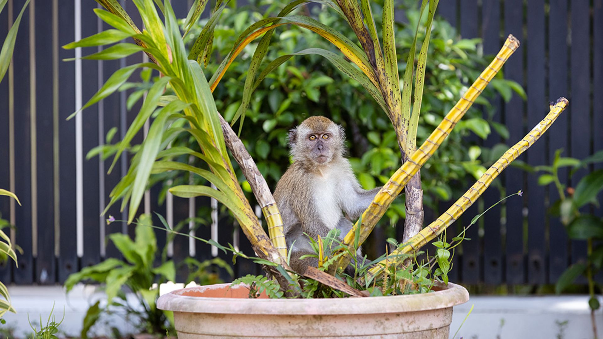 Macaque Island kijken? Dat doe je bij KPN TV