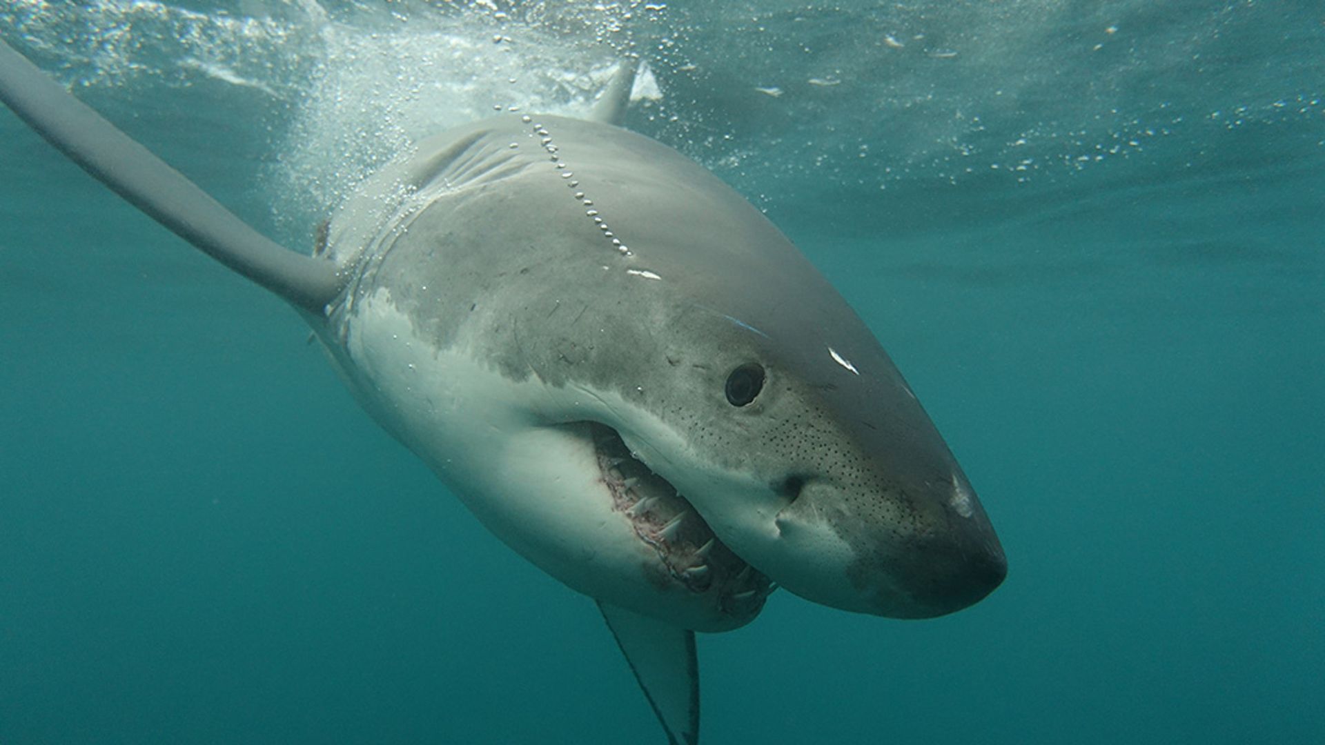 Boss Shark kijken? Dat doe je bij KPN TV