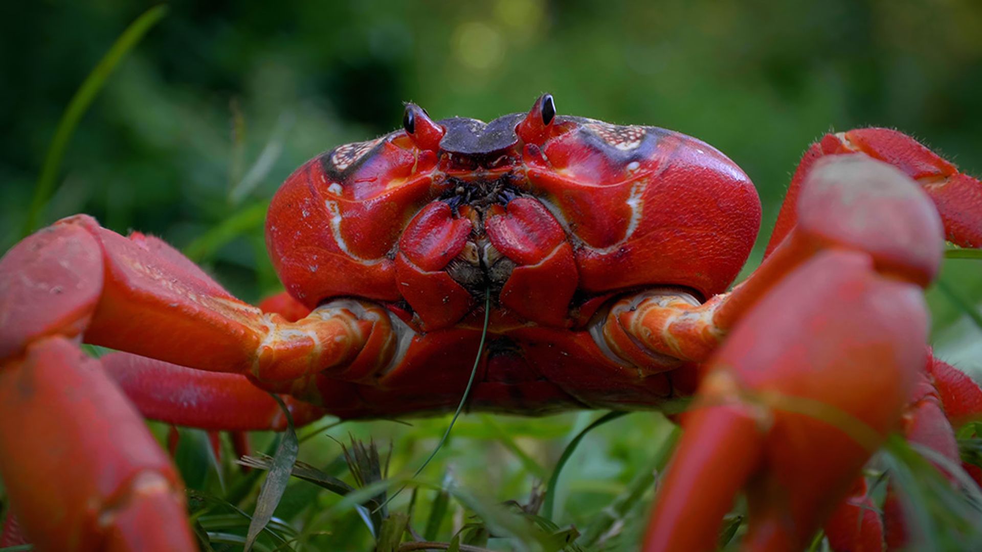 Planet Weird kijken? Dat doe je bij KPN TV